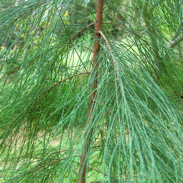 Swamp She-oak | Project Noah