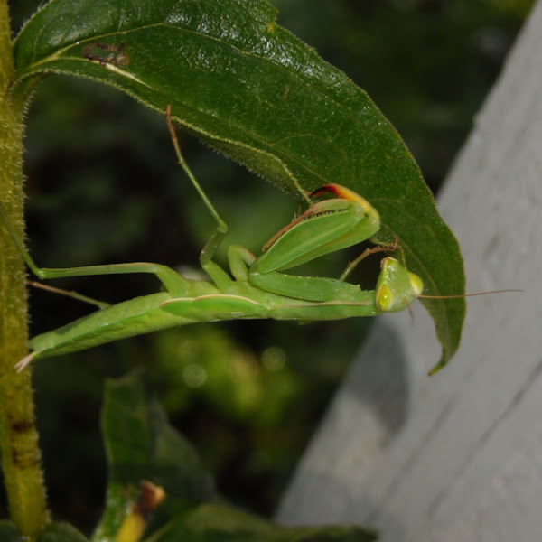California Mantis | Project Noah