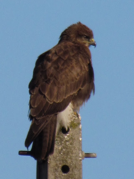 Common buzzard | Project Noah