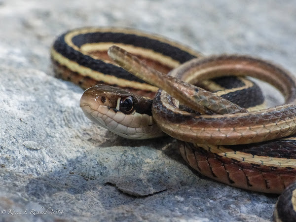 Eastern ribbonsnake | Project Noah