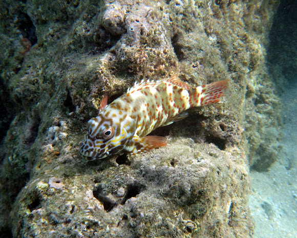 Stocky Hawkfish | Project Noah