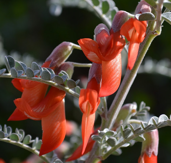 Cancer Bush | Project Noah