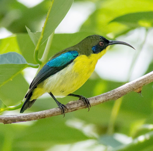 Metallic-winged Sunbird | Project Noah