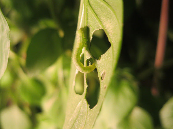 Tomato Looper | Project Noah
