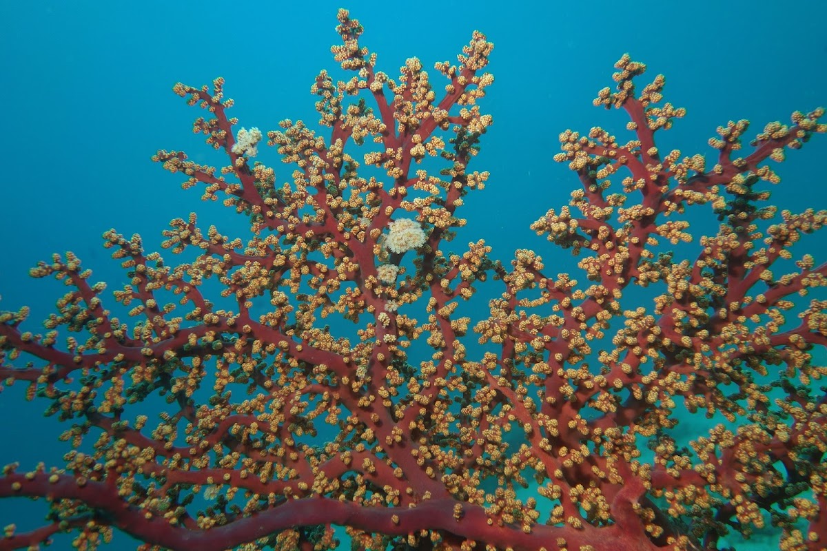 Soft Tree Corals | Project Noah