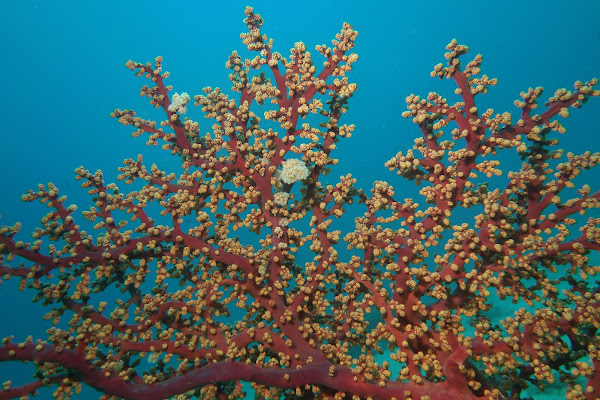 Soft Tree Corals | Project Noah