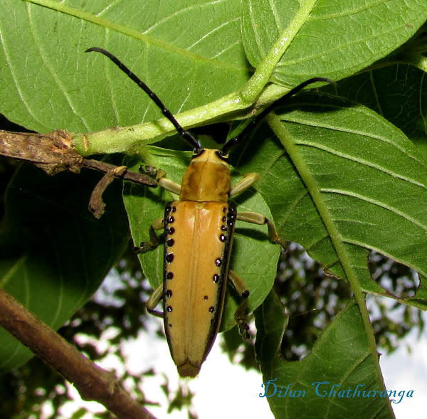 Long horned beetle | Project Noah