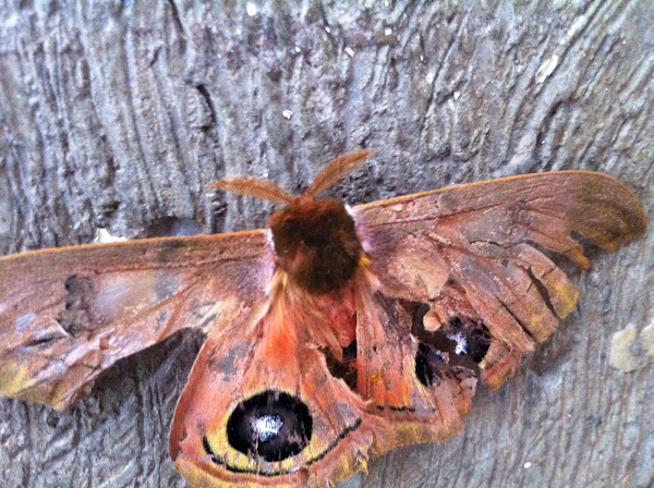 Io Moth (female) | Project Noah