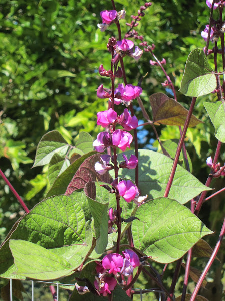 Hyacinth Beans and Flowers | Project Noah