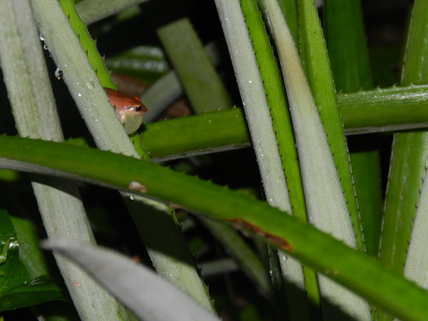 Bright tree frog | Project Noah