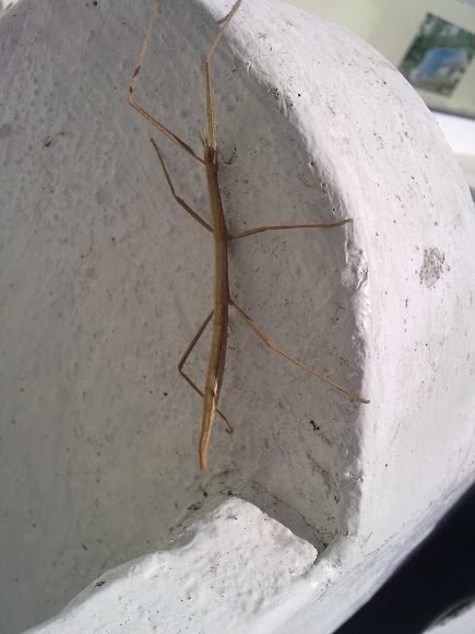 Bicho-pau / wood bug | Project Noah