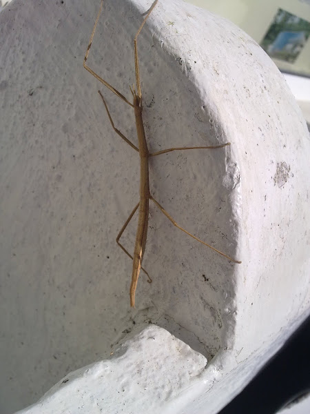 Bicho-pau / wood bug | Project Noah