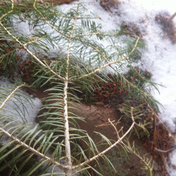 Canada hemlock | Project Noah