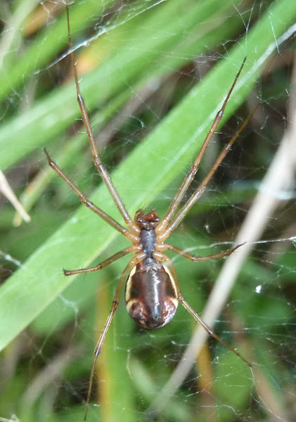 Money Spider | Project Noah