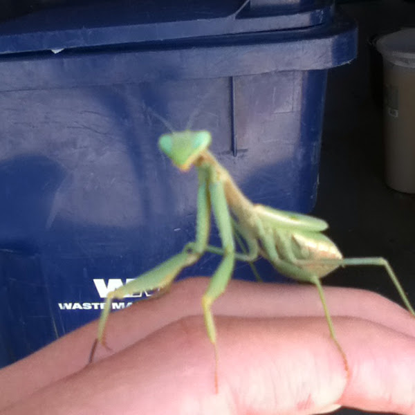 Praying mantis | Project Noah