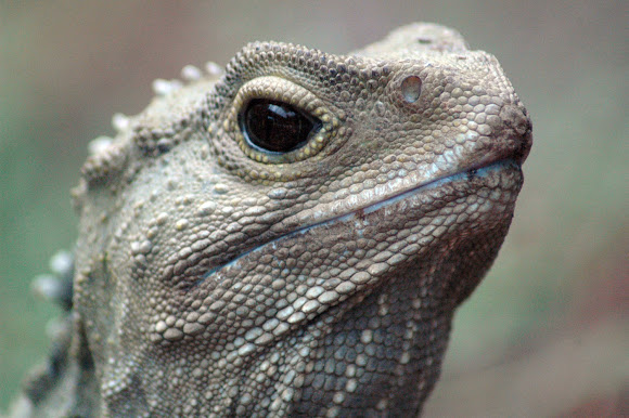 Tuatara | Project Noah