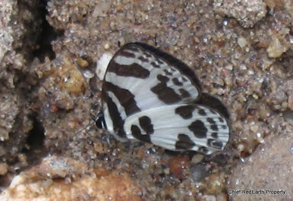 Common Pierrot | Project Noah