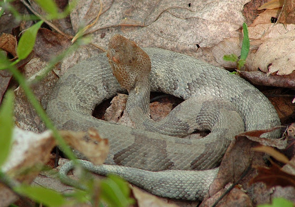 Northern Copperhead | Project Noah