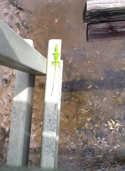 Lizard | Project Noah