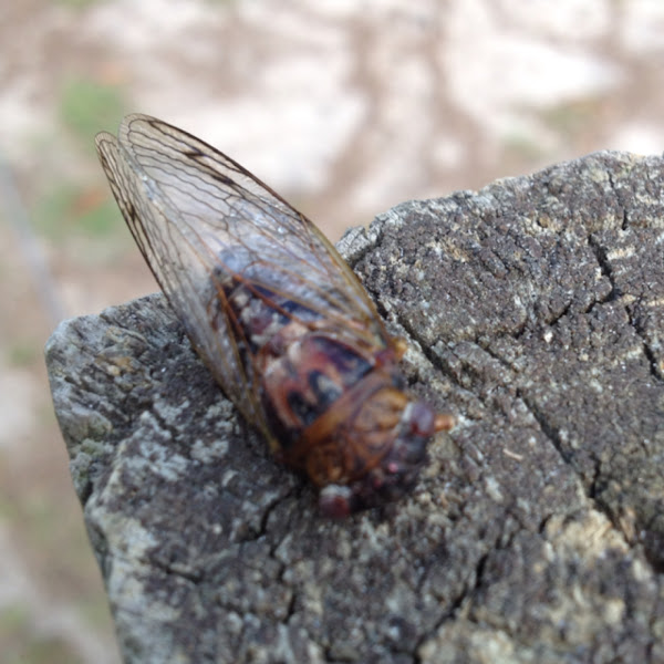 Cicada | Project Noah