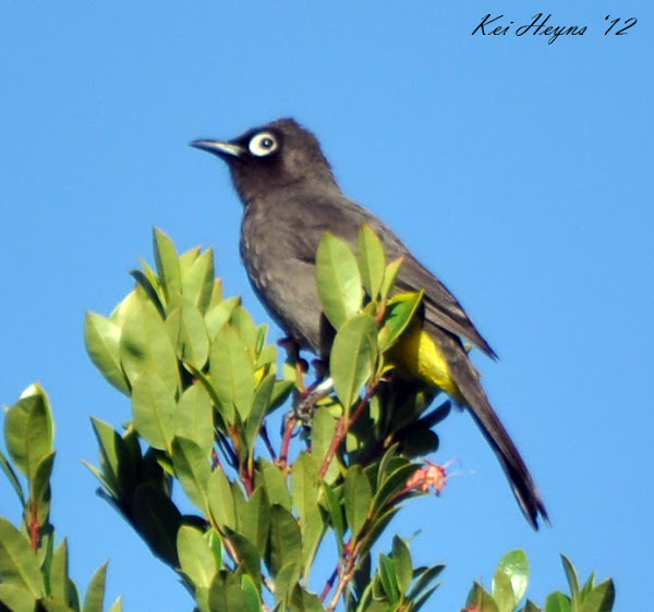 Cape Bulbul | Project Noah