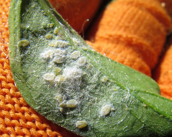 Giant Whitefly | Project Noah