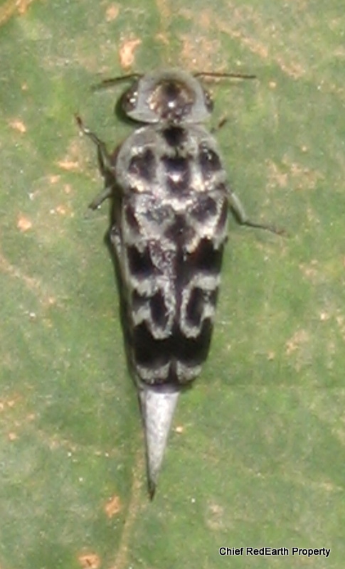 Tumbling Flower Beetles / Pintail Beetles | Project Noah