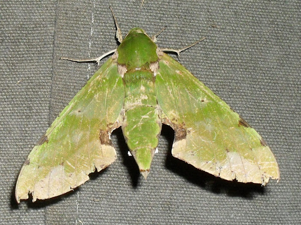 Hawk Moth | Project Noah