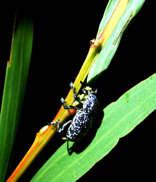 Botany Bay Diamond Weevil | Project Noah