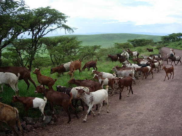 Cabras. Goats | Project Noah