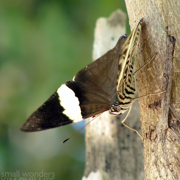 Dirce Beauty | Project Noah