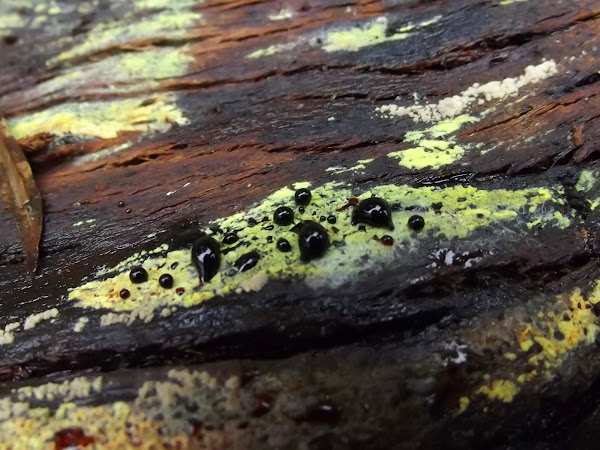 Black ink fungus? | Project Noah