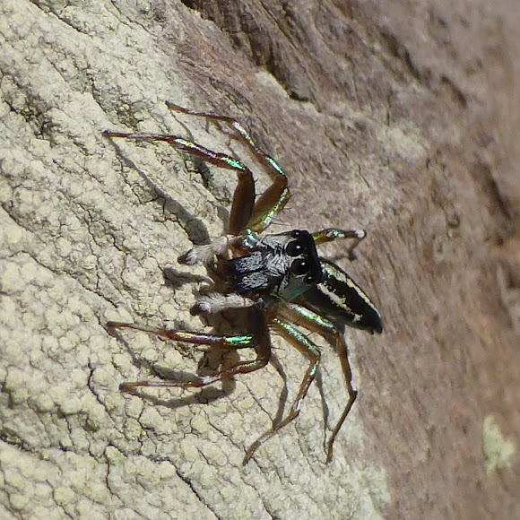 Jumping spider | Project Noah