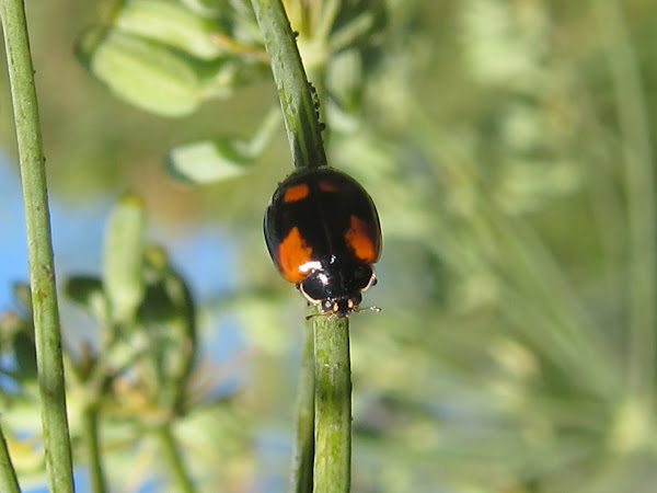 Melanistic Two-Spotted Ladybug | Project Noah