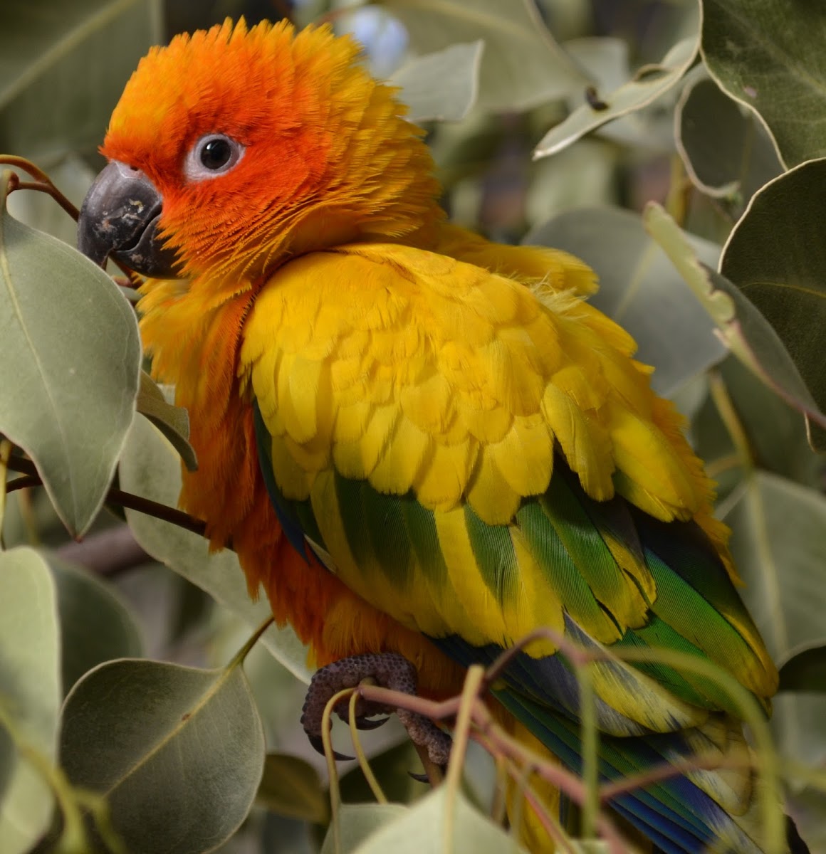 Sun Conure | Project Noah