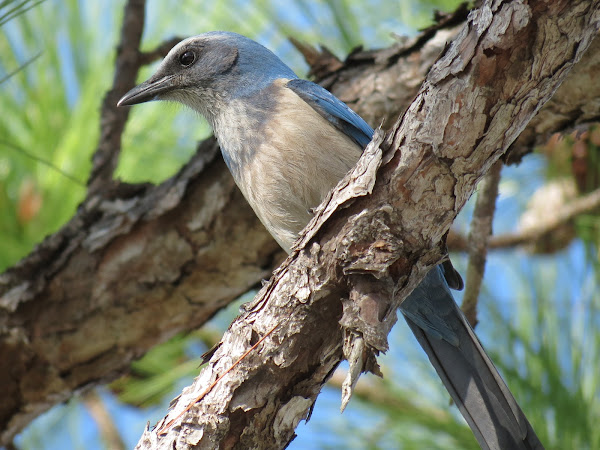 Florida scrub jay | Project Noah