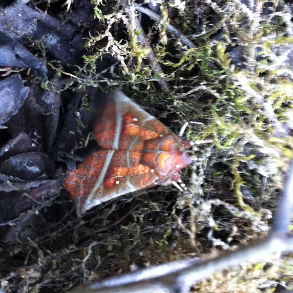 Triangular eyed angel wing moth | Project Noah