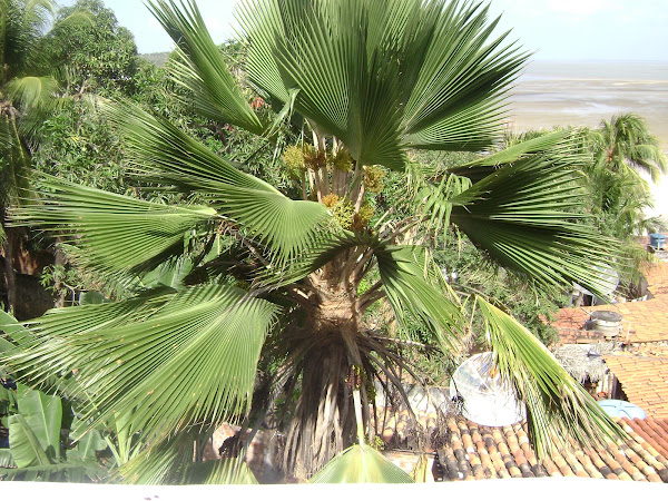 Carnaúba | Project Noah