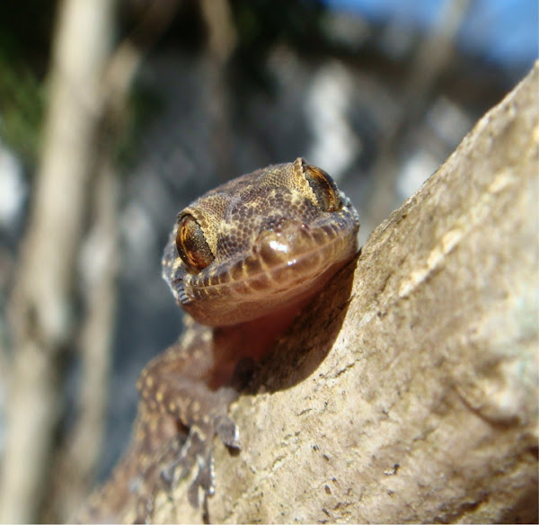 Indo-Pacific Gecko | Project Noah