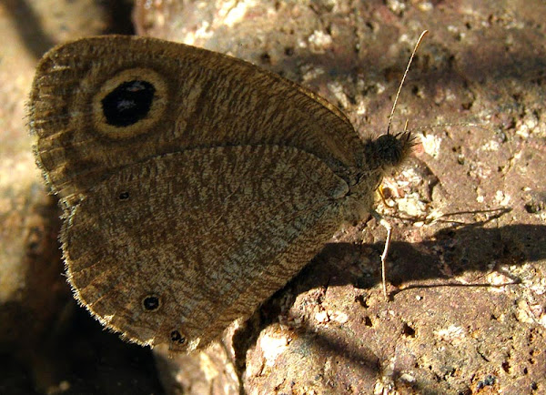African ringlet | Project Noah