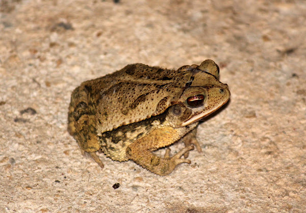 Gulf Coast Toad (female) | Project Noah