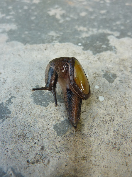 Dromedary Jumping-slug | Project Noah