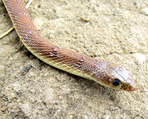 Banded Racer Snake | Project Noah