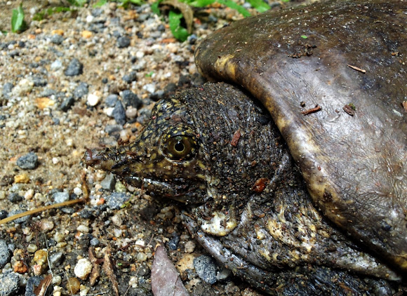 Asiatic Soft-shell Turtle | Project Noah