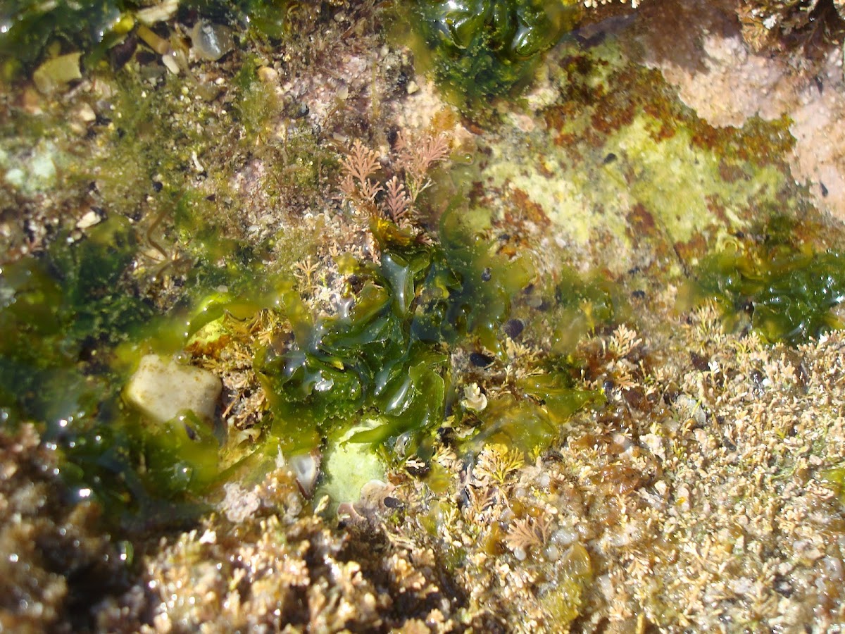 Sea lettuces / Morska salata | Project Noah