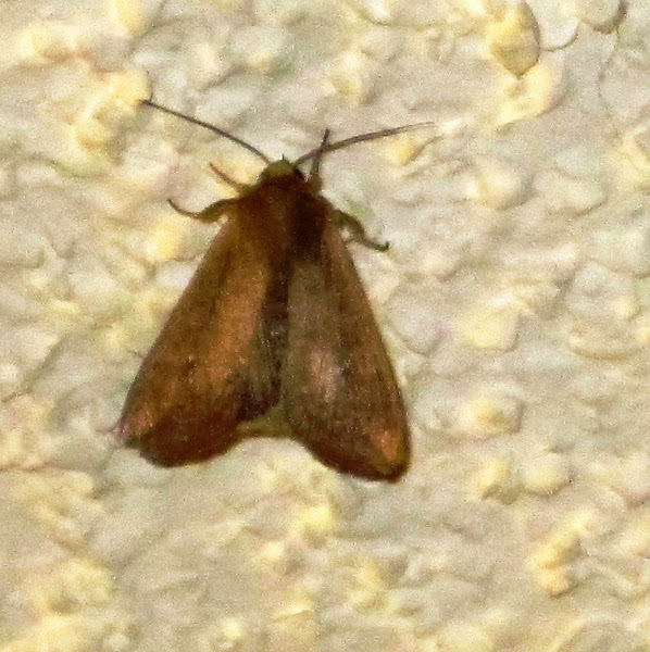 Army Worm Moth | Project Noah