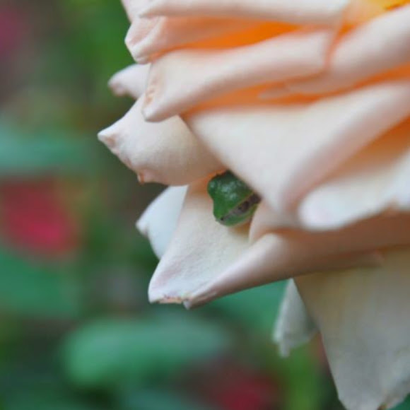 Grey Treefrog | Project Noah