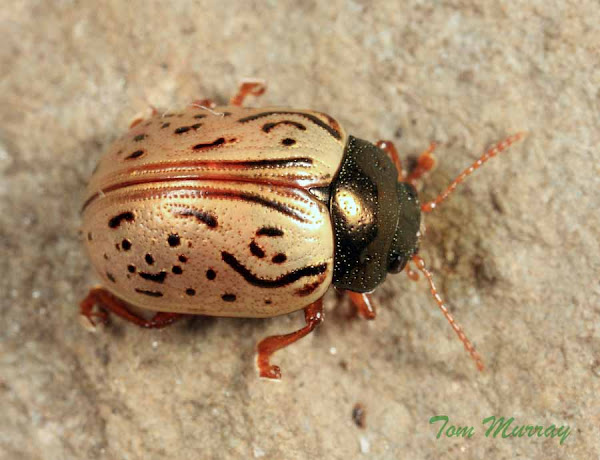 Dogwood Calligrapha | Project Noah