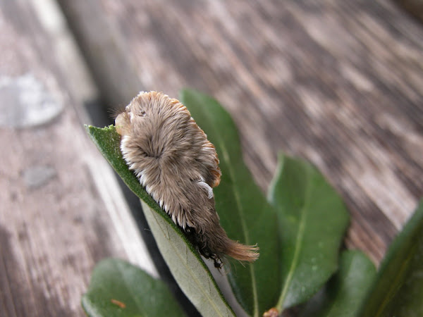Flannel Moth larva | Project Noah