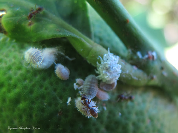 Citrus Mealbybug vs Mealybug Destroyer | Project Noah
